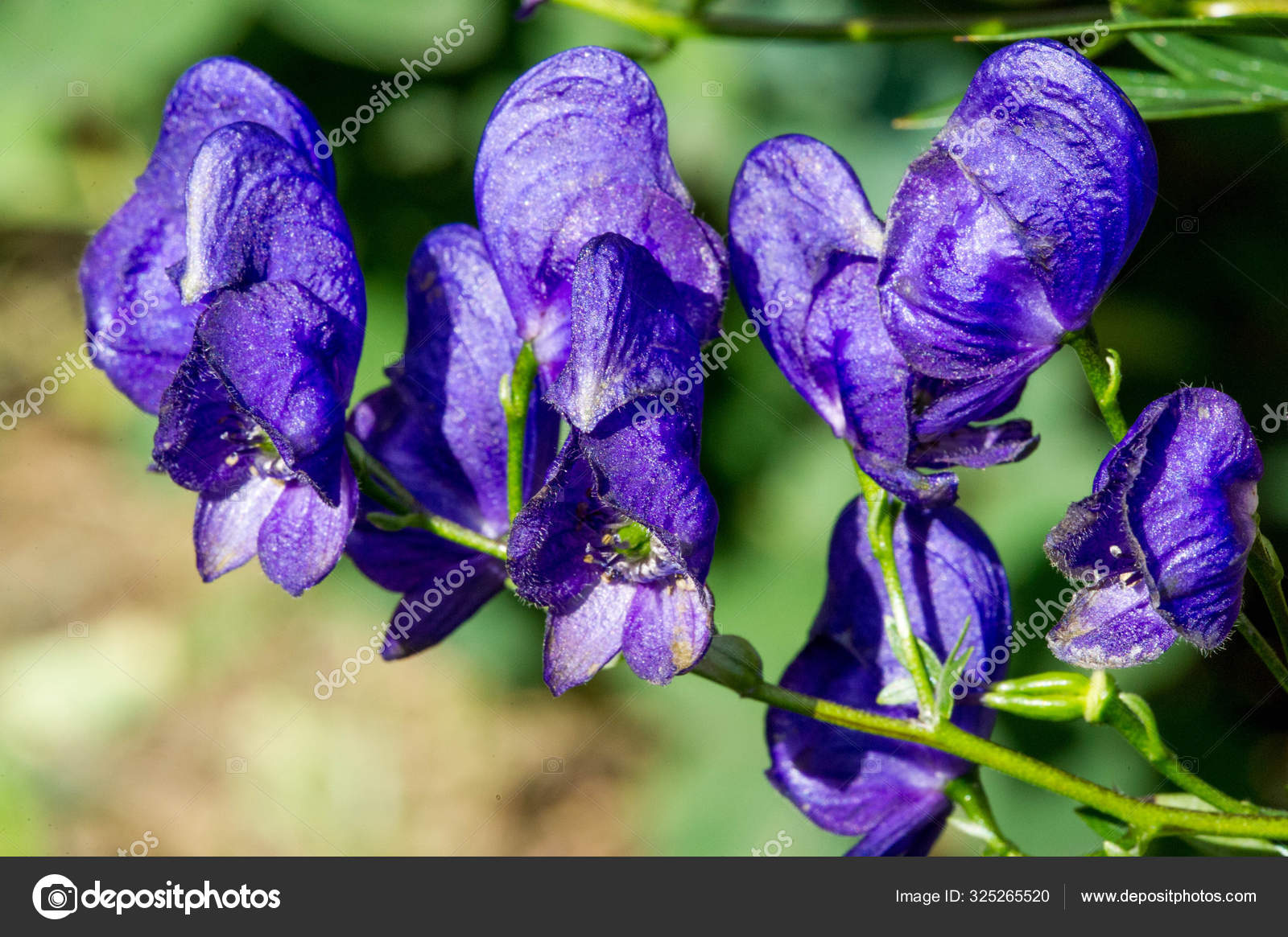 Aconitum Commonly Known Aconite Monasticism Wolf Wolf Leopard Curse ...