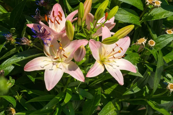 Cali lilies Stock Photos, Royalty Free Cali lilies Images | Depositphotos