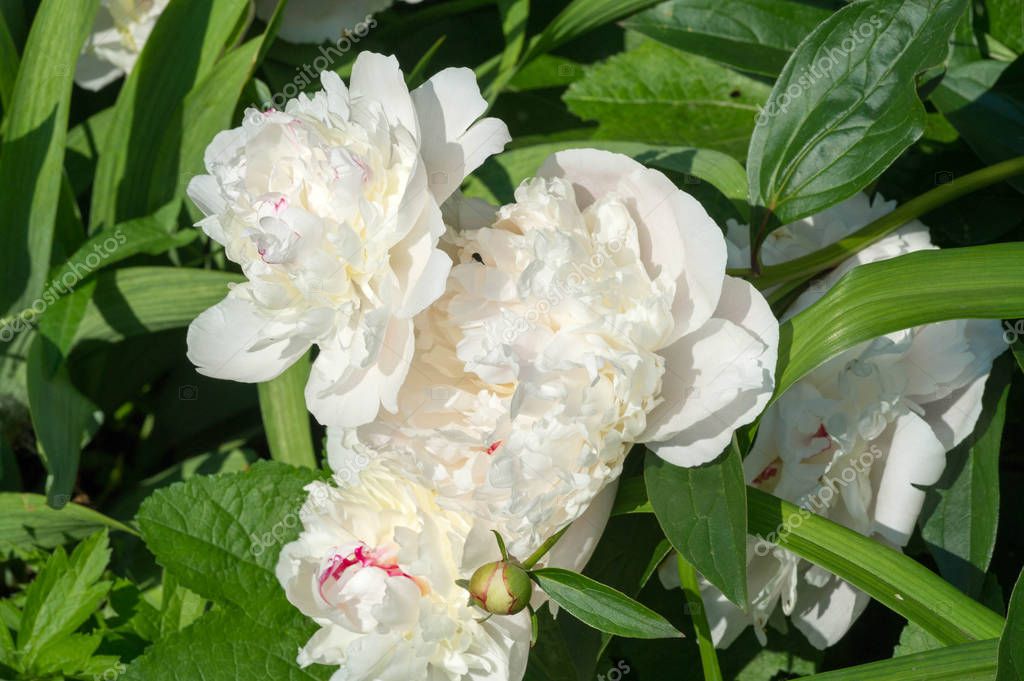 Peonía o peonía es una planta con flores perteneciente al género ...