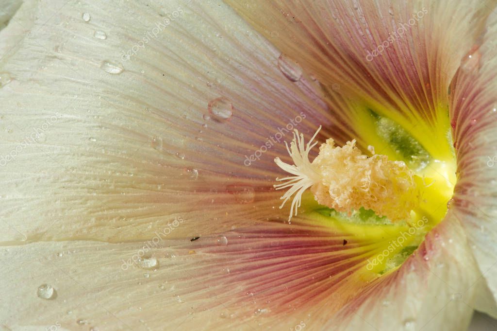 Malva es un género de malvas perteneciente a la familia Malvaceae. Es ...