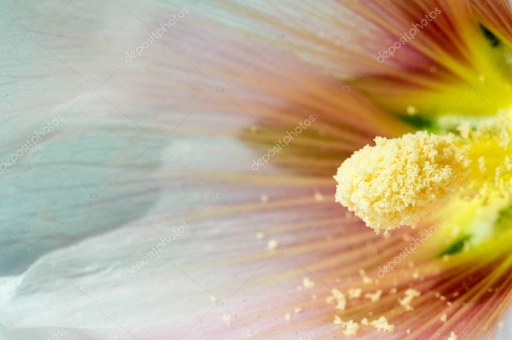 Malva es un género de malvas perteneciente a la familia Malvaceae. Es ...