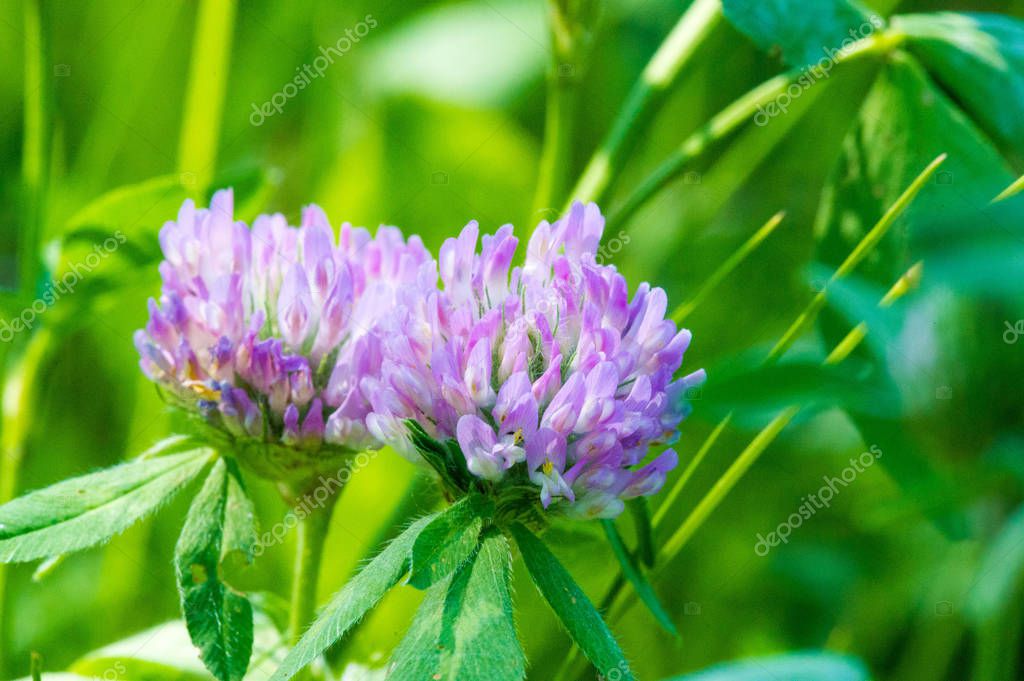 trébol Variedad de hierba forrajera con flores en forma de cabeza ...