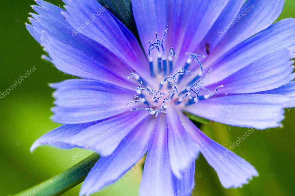 aciano azul Su popularidad en los Estados Unidos, Canadá, Gran Bretaña ...
