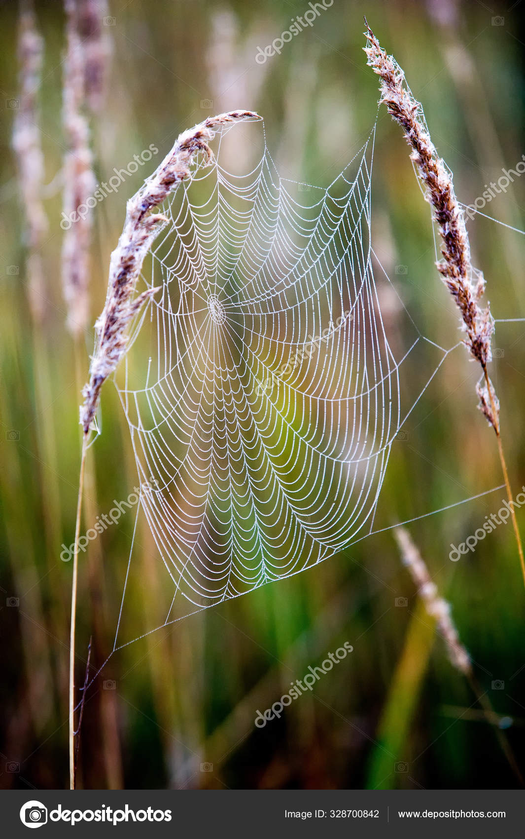 Spiderweb, spider's web — Stock Photo © ekina1 #328700842