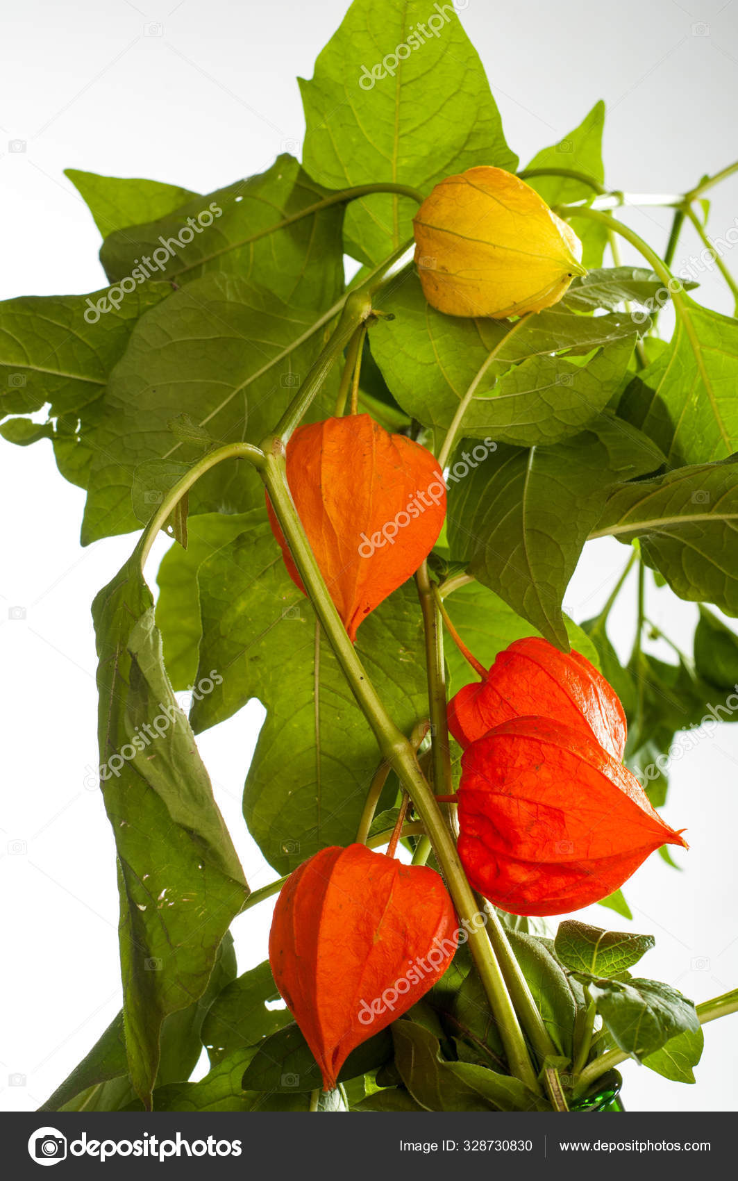 Physalis — Stock Photo © ekina1 #328730830