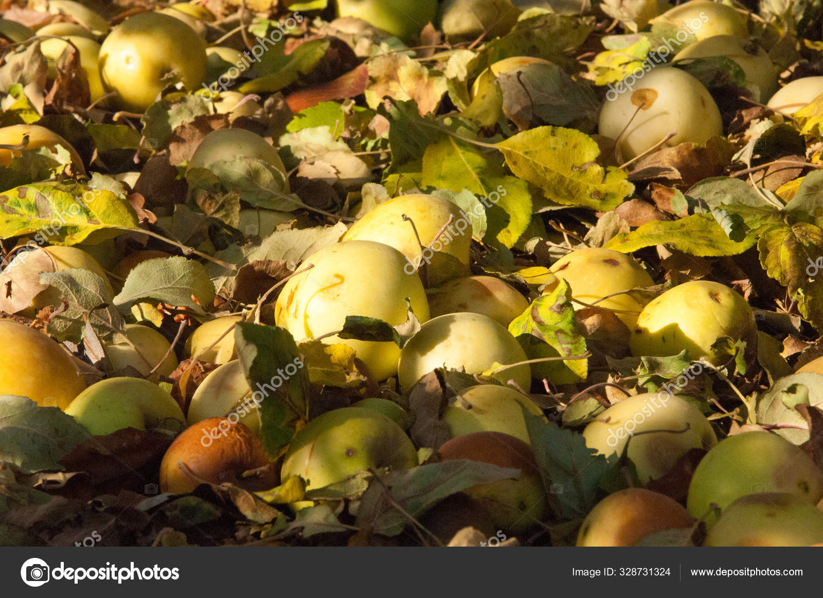 Wild grape — Stock Photo © ekina1 #328731324