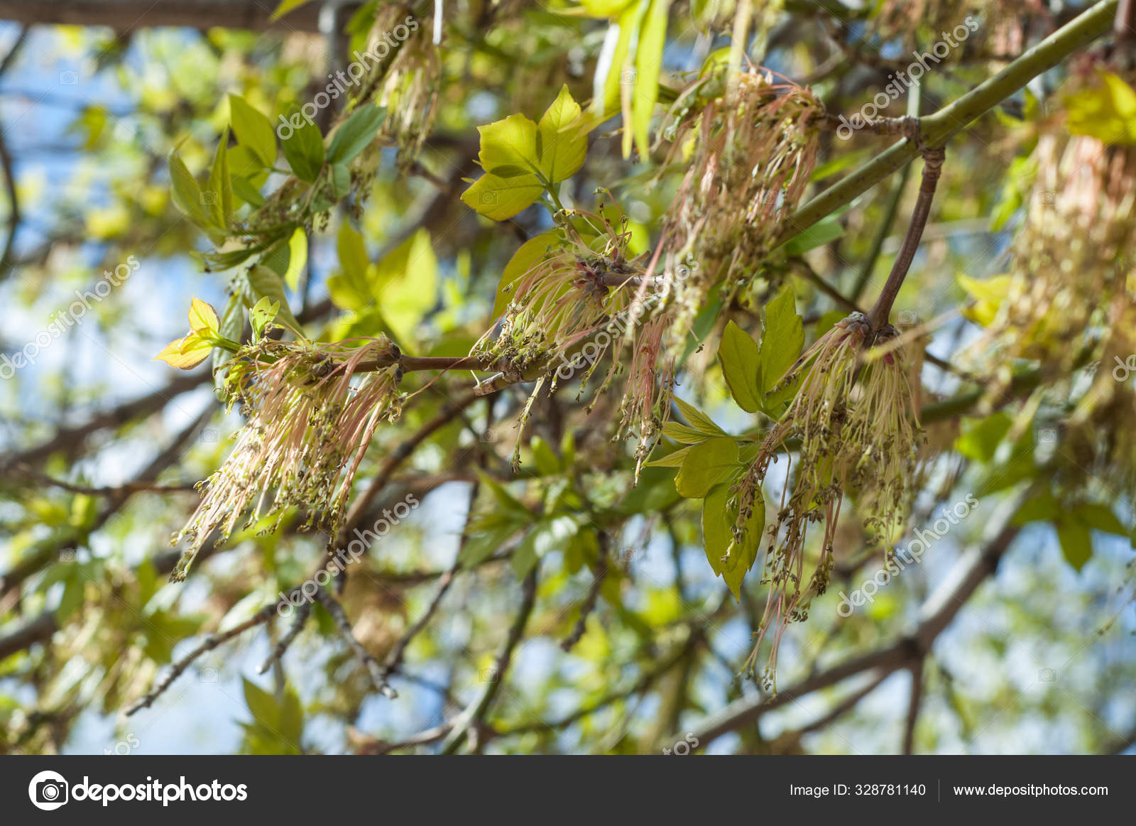 Texture of background image, Spring landscape, the first leaves — Stock ...