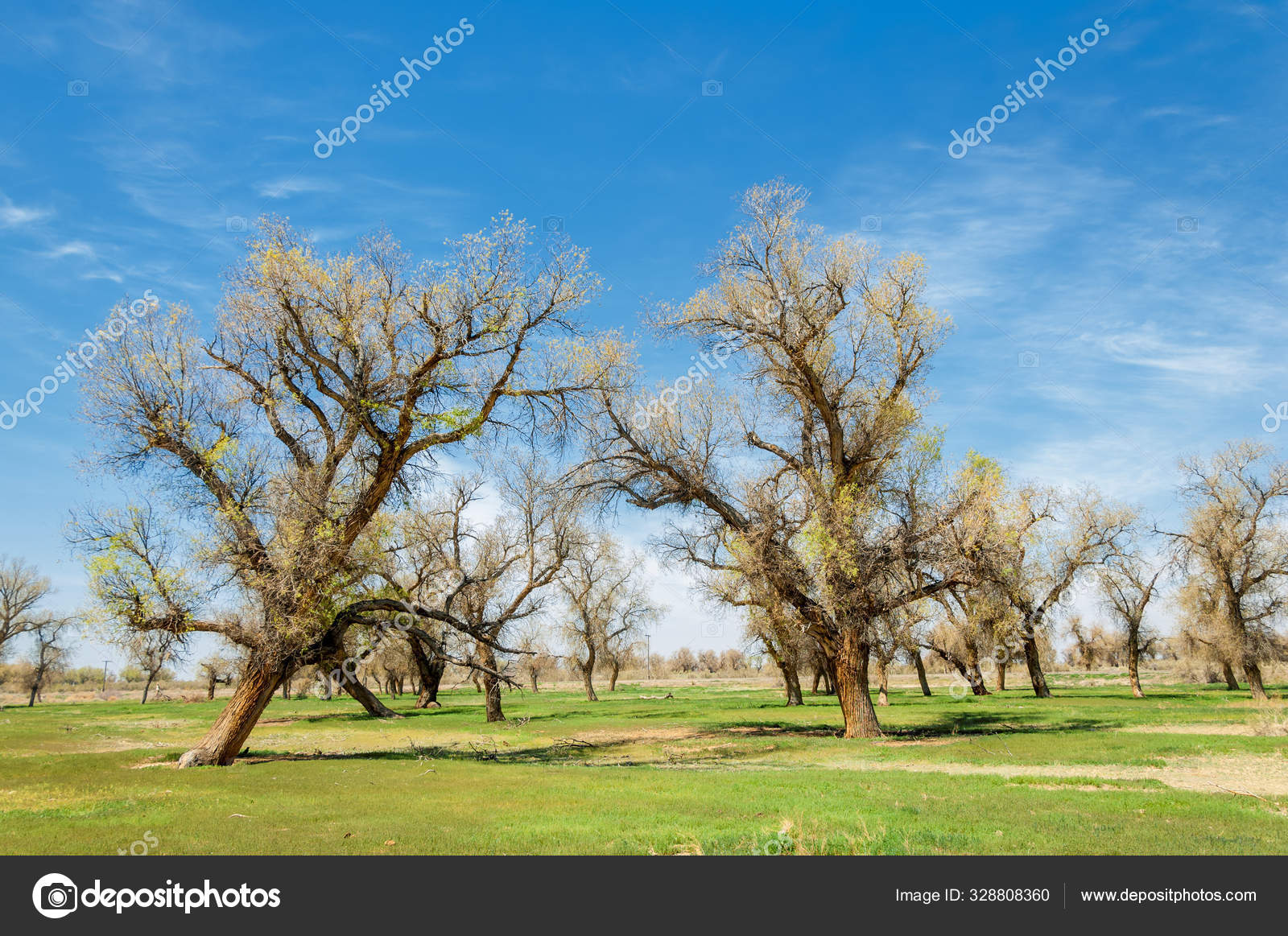 Diversifolia Schrenk, Populus euphratica, Euphrates Poplar, po — Stock ...