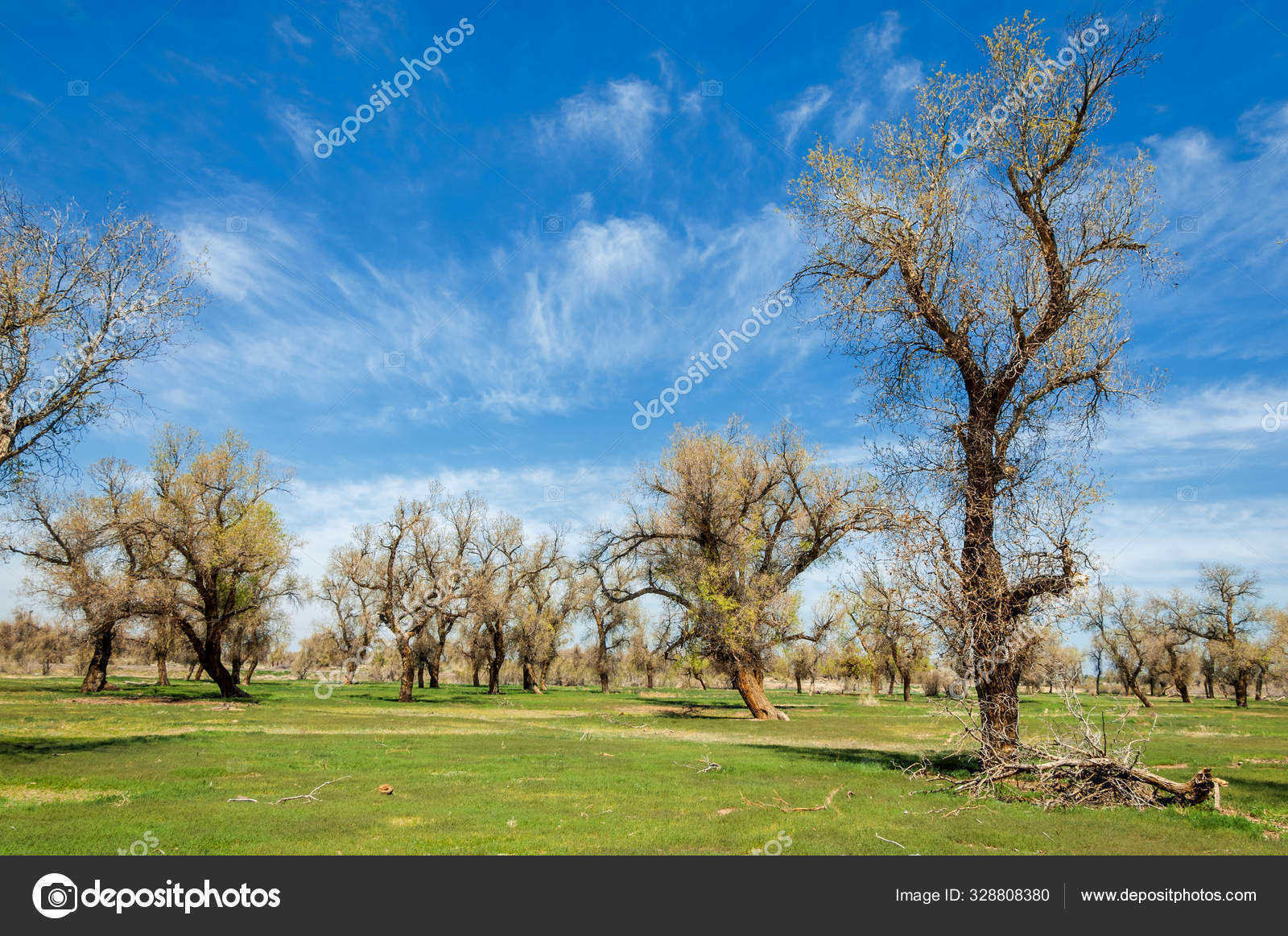 Diversifolia Schrenk, Populus euphratica, Euphrates Poplar, po — Stock ...