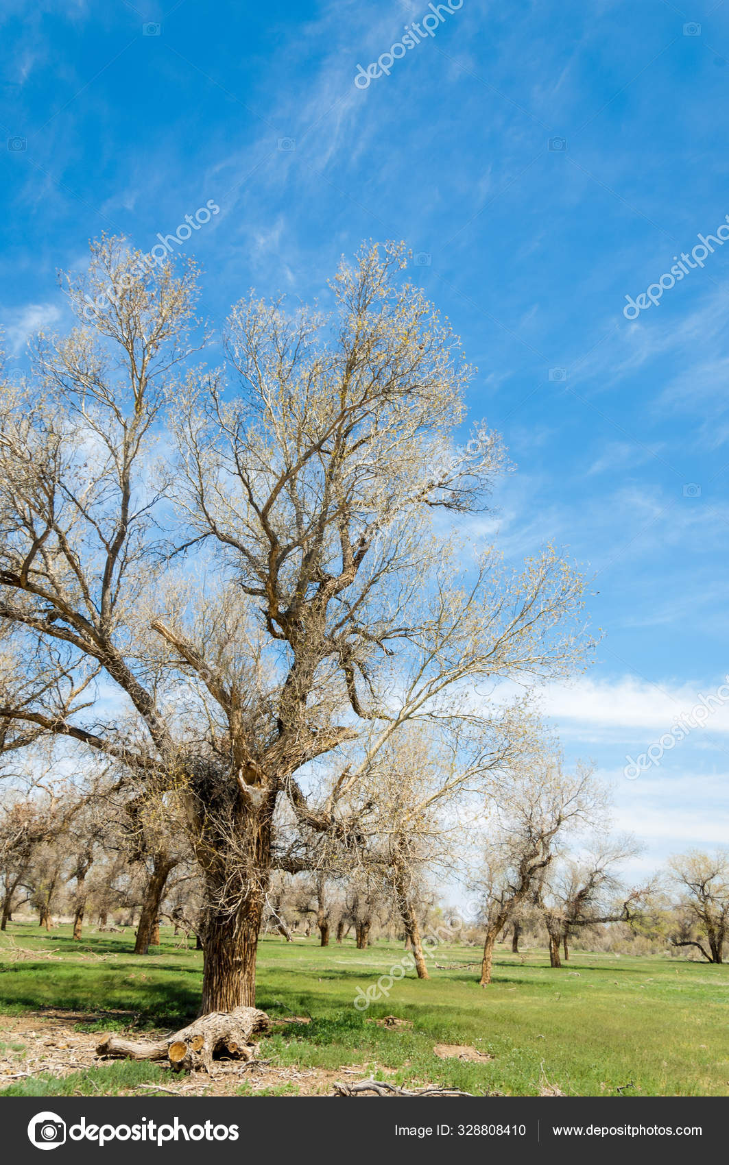 Diversifolia Schrenk, Populus euphratica, Euphrates Poplar, po — Stock ...