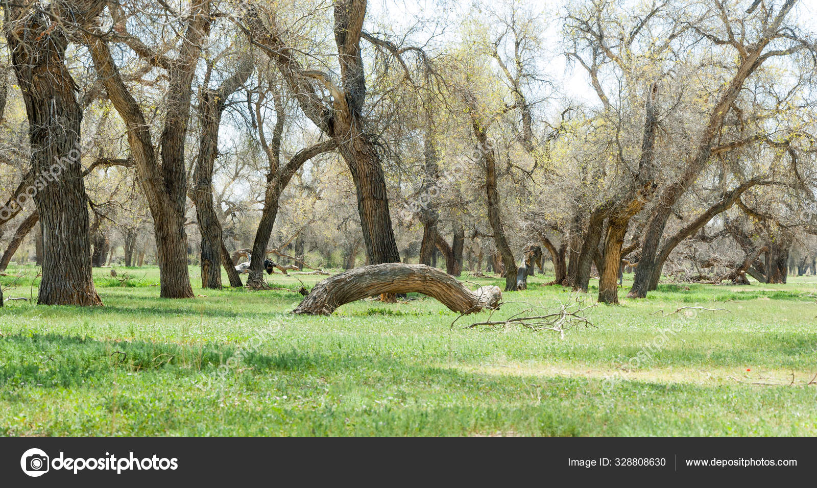 Diversifolia Schrenk, Populus euphratica, Euphrates Poplar, po — Stock ...