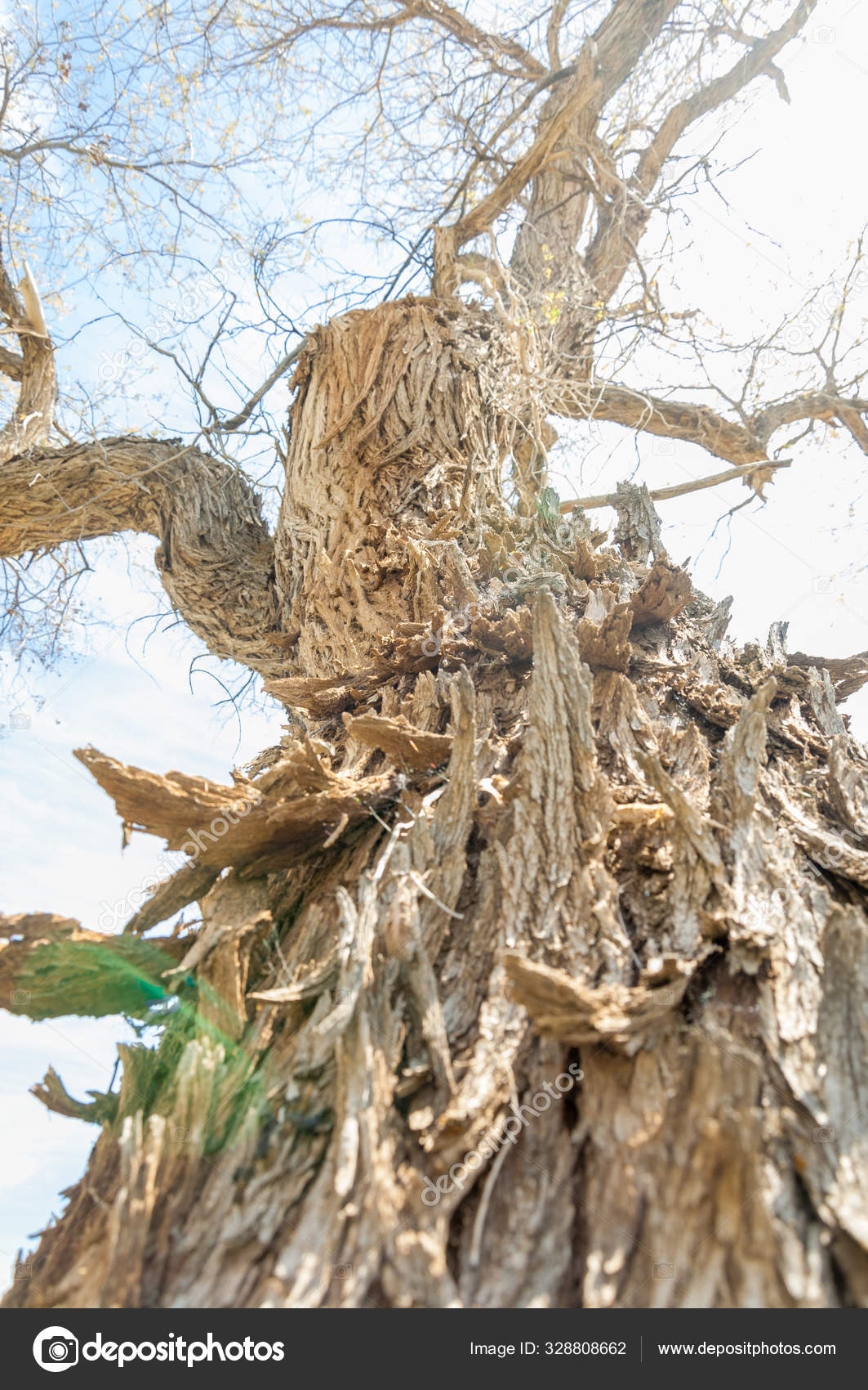 Diversifolia Schrenk, Populus euphratica, Euphrates Poplar, po — Stock ...