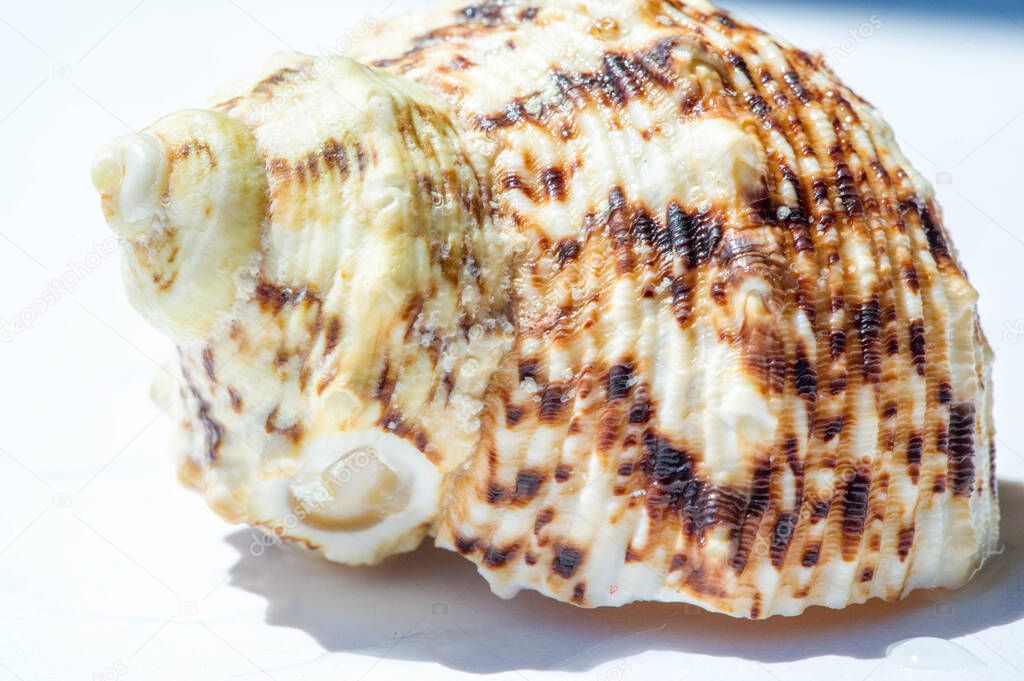 Una concha o concha marina, también conocida simplemente como concha ...