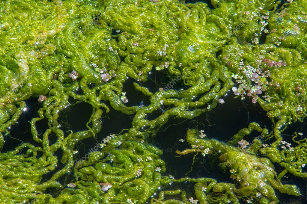 estanque de algas, florecimiento de algas perjudiciales (NAV) es la floración del agua, que ...