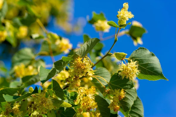 Linden flowers, Deliciously fragrant linden trees perfume the air in ...