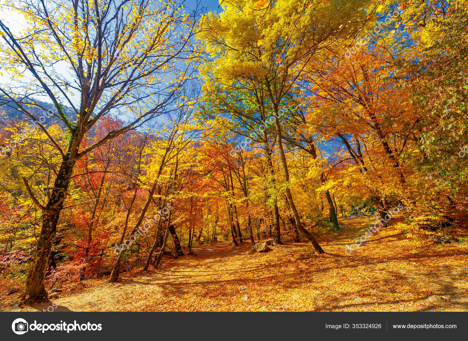 Photos Crimean Peninsula Fall Beech Hornbeam Forest Grows Altitude 650 ...