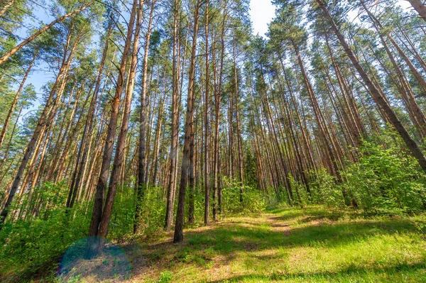 Spring Photography Mast Pine Forest Copper Mast Pine Trees Soldiers ...