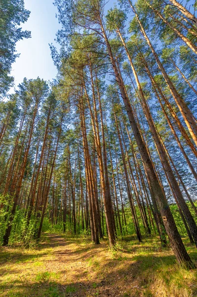 Spring Photography Mast Pine Forest Copper Mast Pine Trees Soldiers ...