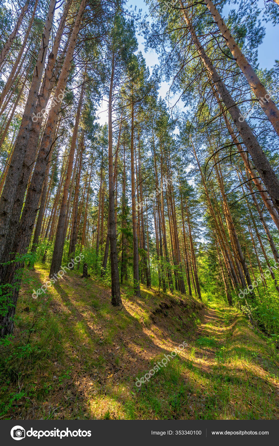 Spring Photography Mast Pine Forest Copper Mast Pine Trees Soldiers ...