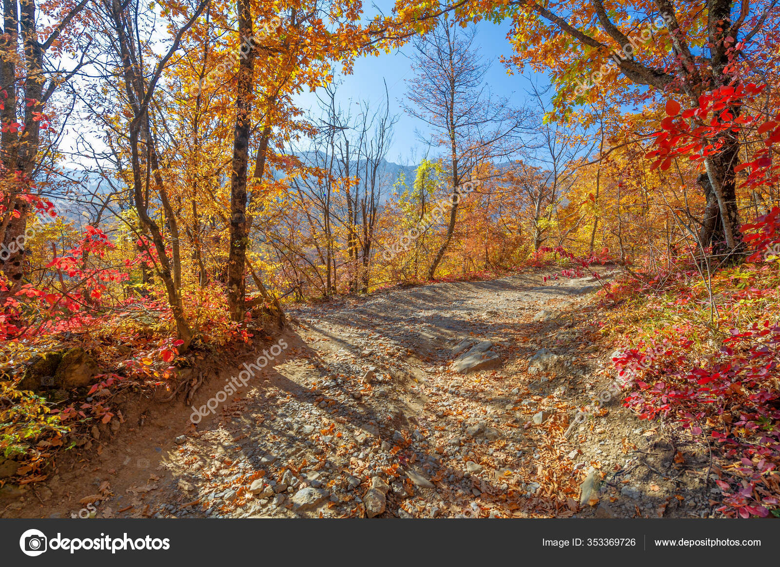 Photos Crimean Peninsula Fall Beech Hornbeam Forest Grows Altitude 650 ...