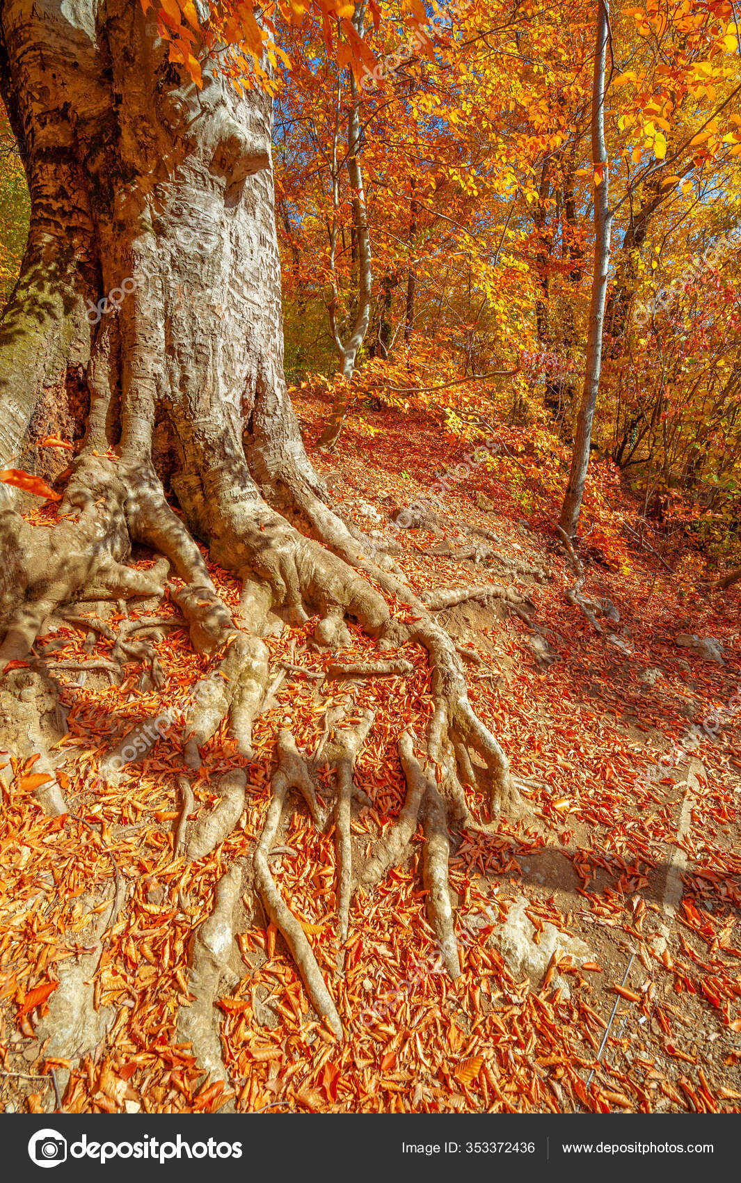 Photos Crimean Peninsula Fall Beech Hornbeam Forest Grows Altitude 650 ...