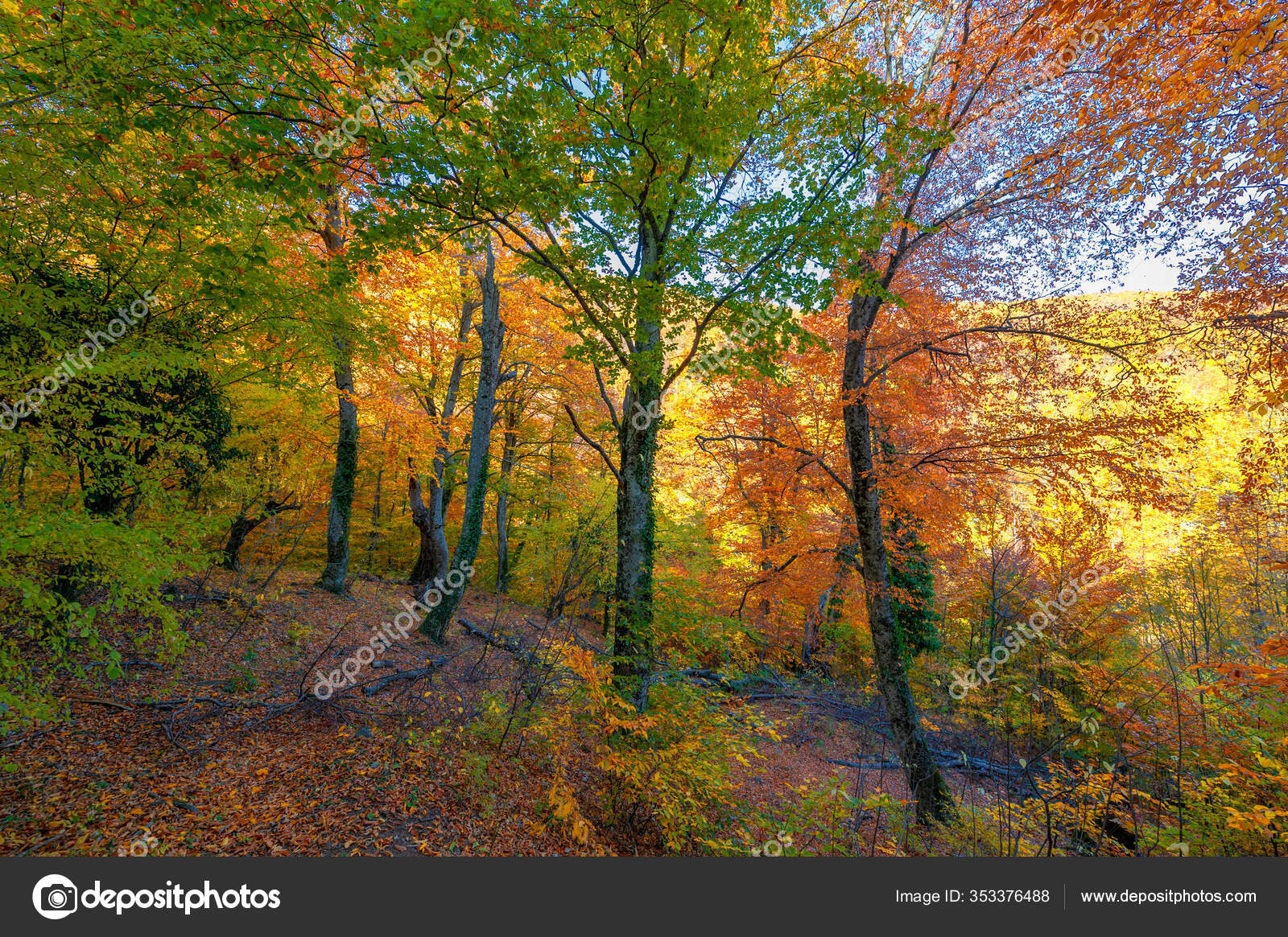 Autumn Photos Crimean Peninsula Beech Hornbeam Forests Forests ...