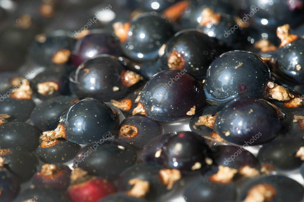Grosella negra, grosella negra, mora. vitamina C y fitoquímicos ...