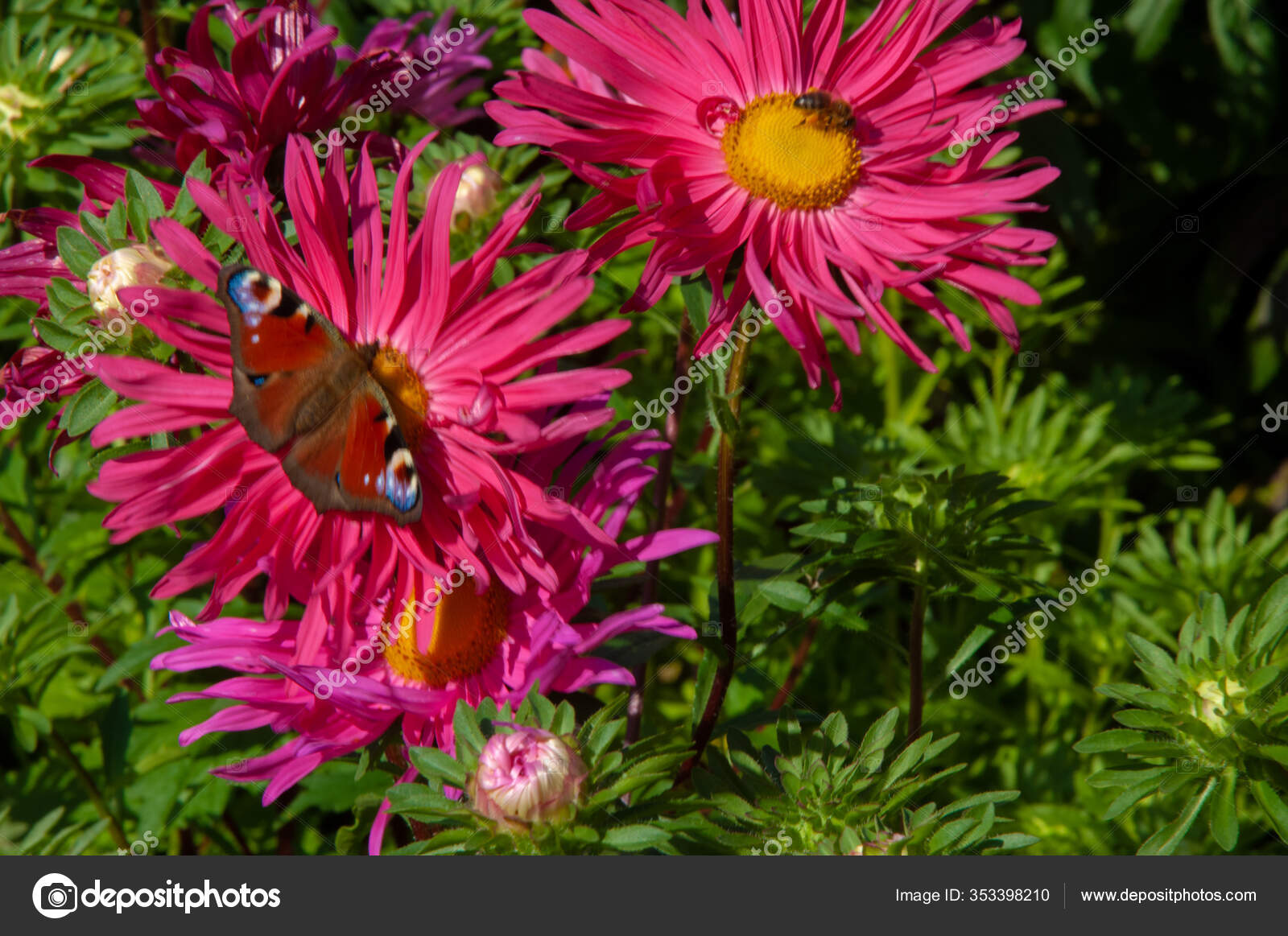 Astra Name Astra Comes Ancient Greek Word Means Star Denoting — Stock ...