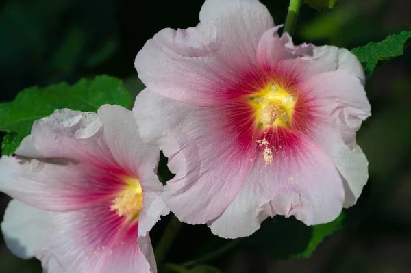 Mallow - edible flower in the form of leafy vegetables. - Stock Image ...