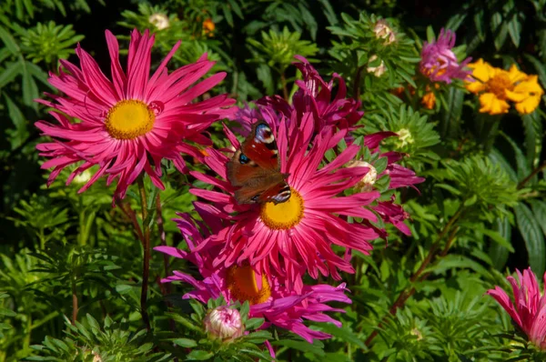 Astra Name Astra Comes Ancient Greek Word Means Star Denoting — Stock ...