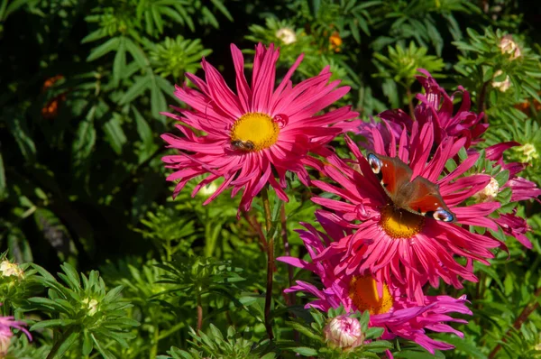 Astra Name Astra Comes Ancient Greek Word Means Star Denoting — Stock ...