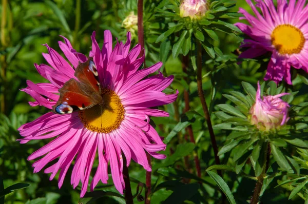 Astra Name Astra Comes Ancient Greek Word Means Star Denoting — Stock ...