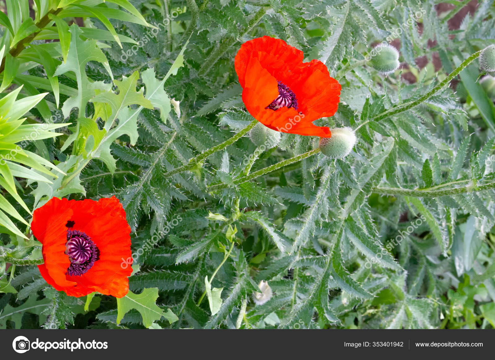 Papaver Somniferum Commonly Known Opium Poppy Bread Poppy Type Plant ...