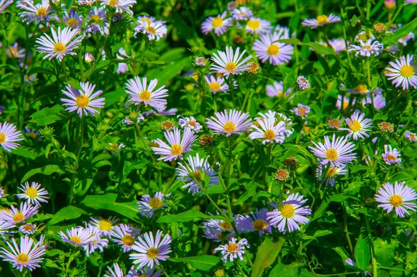 Felicia amelloides, a blue daisy bush or blue felicia, is usually a ...