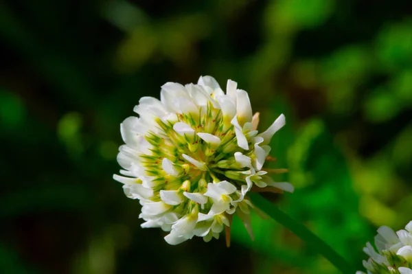 Tréboles o tréboles de muchas especies se encuentran en América del Sur ...