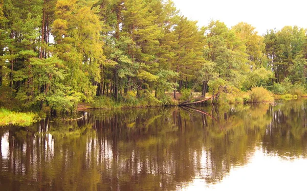 Trees reflected in water - Stock Image - Everypixel