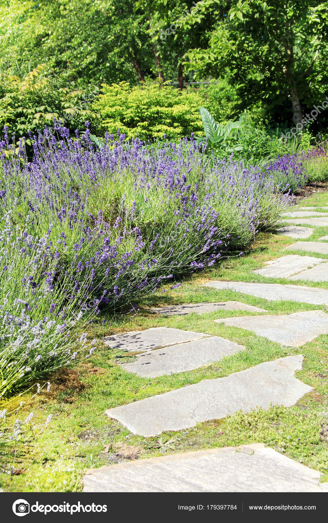 Lavender garden path Stock Photo by ©Hannamariah 179397784