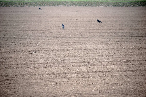 Field with crows Stock Photos, Royalty Free Field with crows Images ...
