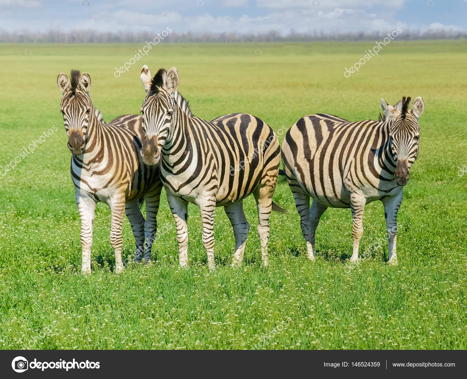 Three Grevy's zebras in steppe in the spring Stock Photo by ©anmbph ...