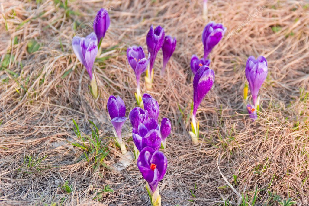 Cruces con flores medio abiertas en el prado en foco selectivo 2025