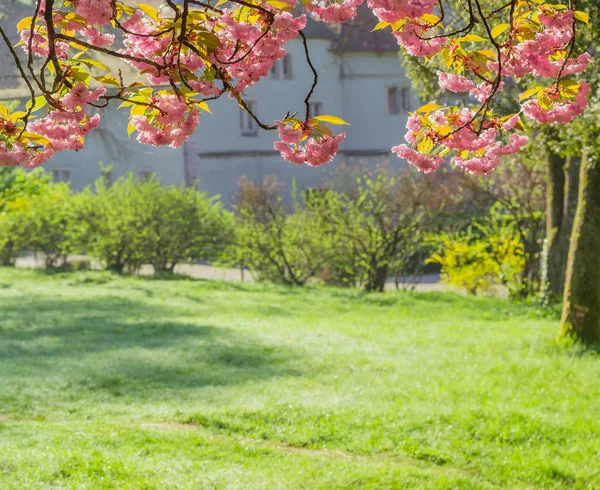 Branches of pink cherry blossom dangling above blurred glade - Stock ...