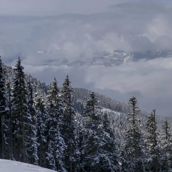 View of snow covered trees with mountains in winter, Whistler Mountain ...