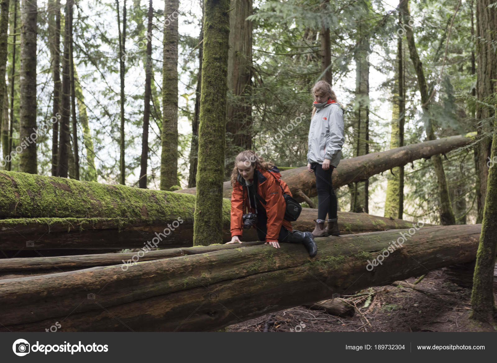 Girls Climbing Log Forest Cathedral Grove Vancouver Island British ...