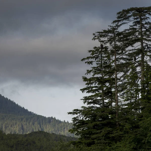 View of Evergreen trees with mountains, Skeena-Queen Charlotte Regional ...
