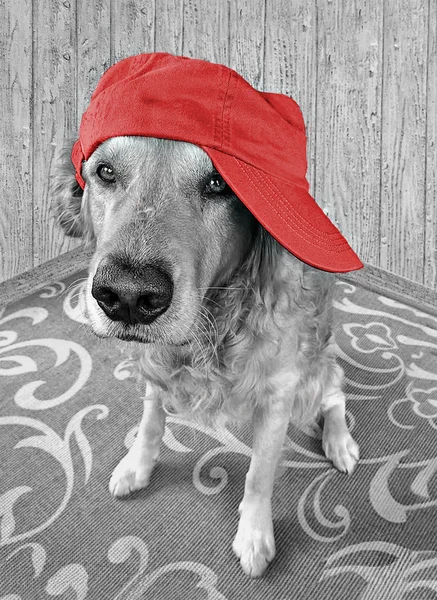 Rapero perro Stock Photos, Royalty Free Rapero perro Images | Depositphotos