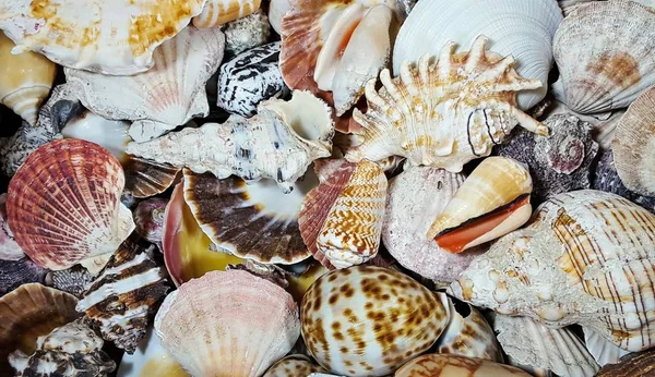 Az shore shells Stock Photos, Royalty Free Az shore shells Images ...