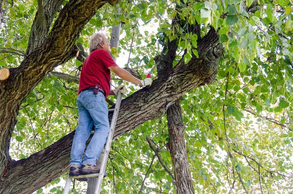 man on ladder trimming tree - Stock Image - Everypixel