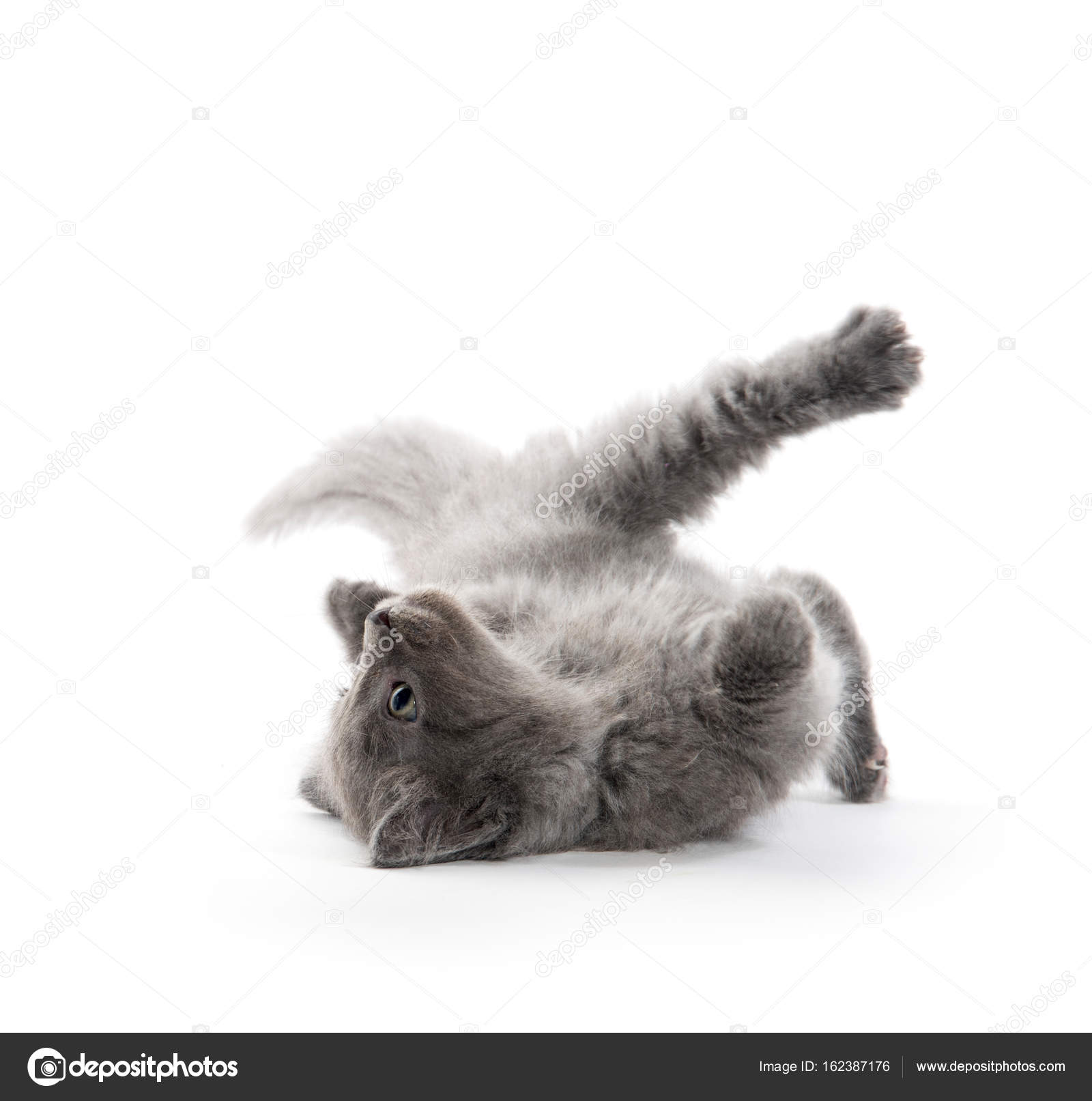 Cute gray kitten playing — Stock Photo © EEI_Tony #162387176