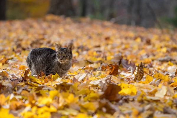 Fall cat Stock Photos, Royalty Free Fall cat Images | Depositphotos