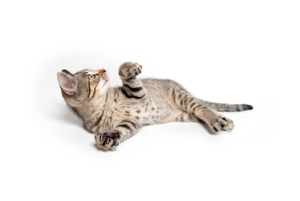 Gato de alongar Stock Photos, Royalty Free Gato de alongar Images ...